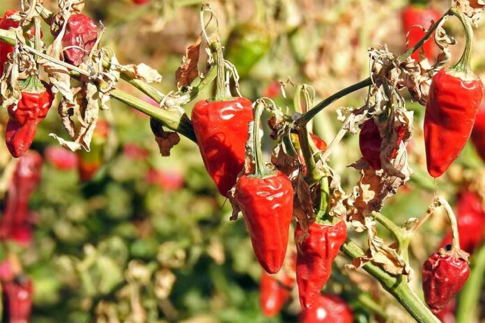 Trichoderma : Jamur Baik Pencegah Penyakit Pada Tanaman