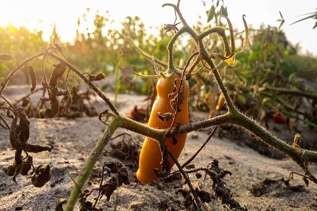Trichoderma : Jamur Baik Pencegah Penyakit Pada Tanaman