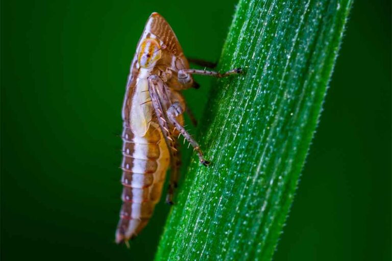 Hama Wereng : Hama Pengganggu pada Tanaman Padi