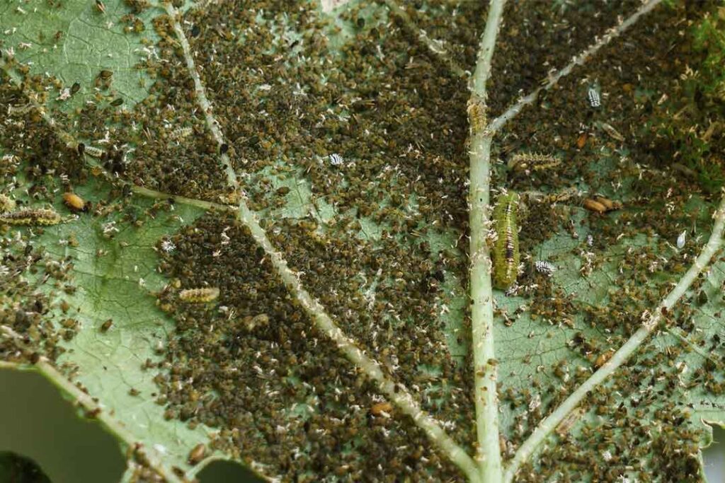 Thrips - Hama Kecil Yang Suka Bergerombol