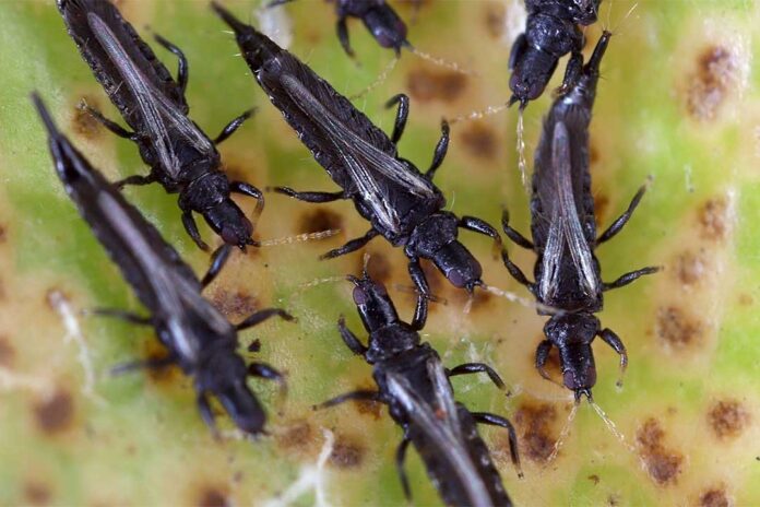 Thrips - Hama Kecil Yang Suka Bergerombol