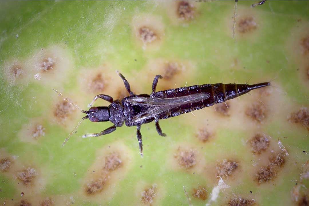 Thrips - Hama Kecil Yang Suka Bergerombol