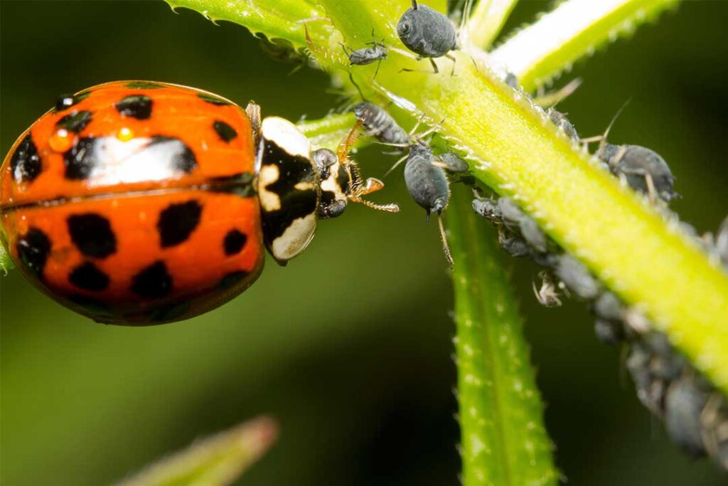 Kutu Daun - Hama Penyebar Virus Kerdil