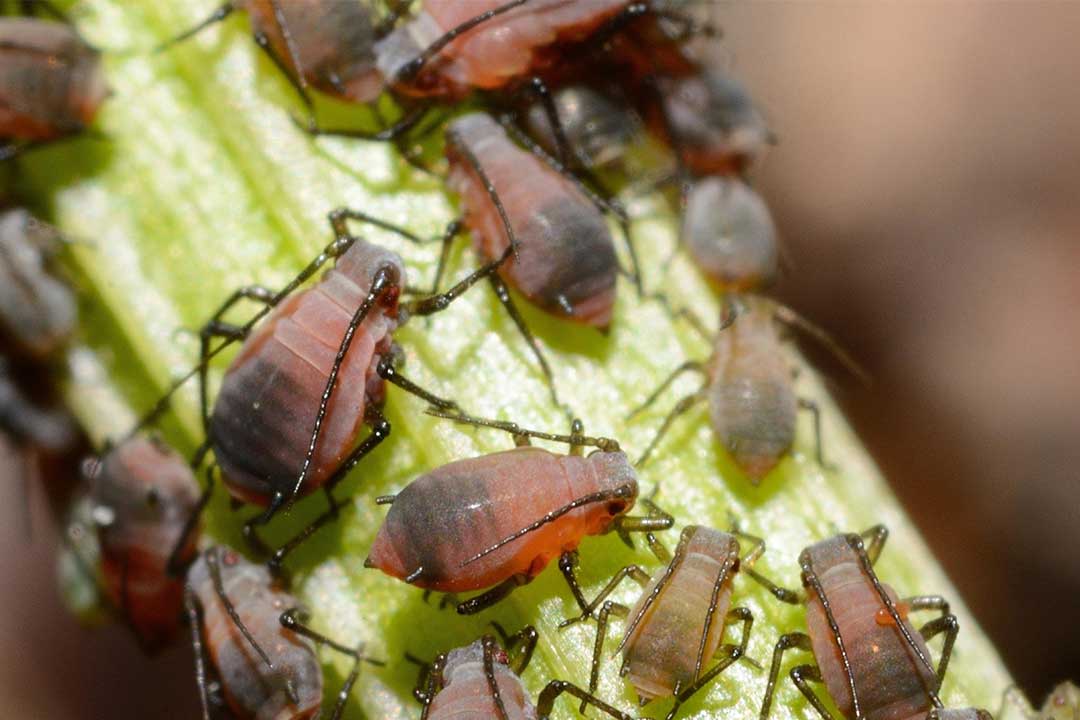 Kutu Daun - Hama Penyebar Virus Kerdil