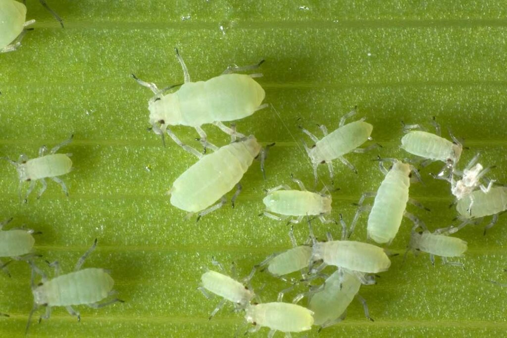 Kutu Daun - Hama Penyebar Virus Kerdil