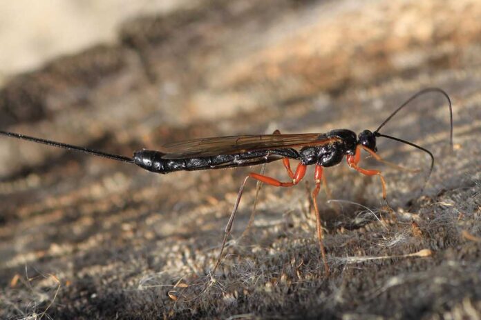 Sundep dan Beluk - Hama Tanaman Padi Fase Vegetatif dan Generatif