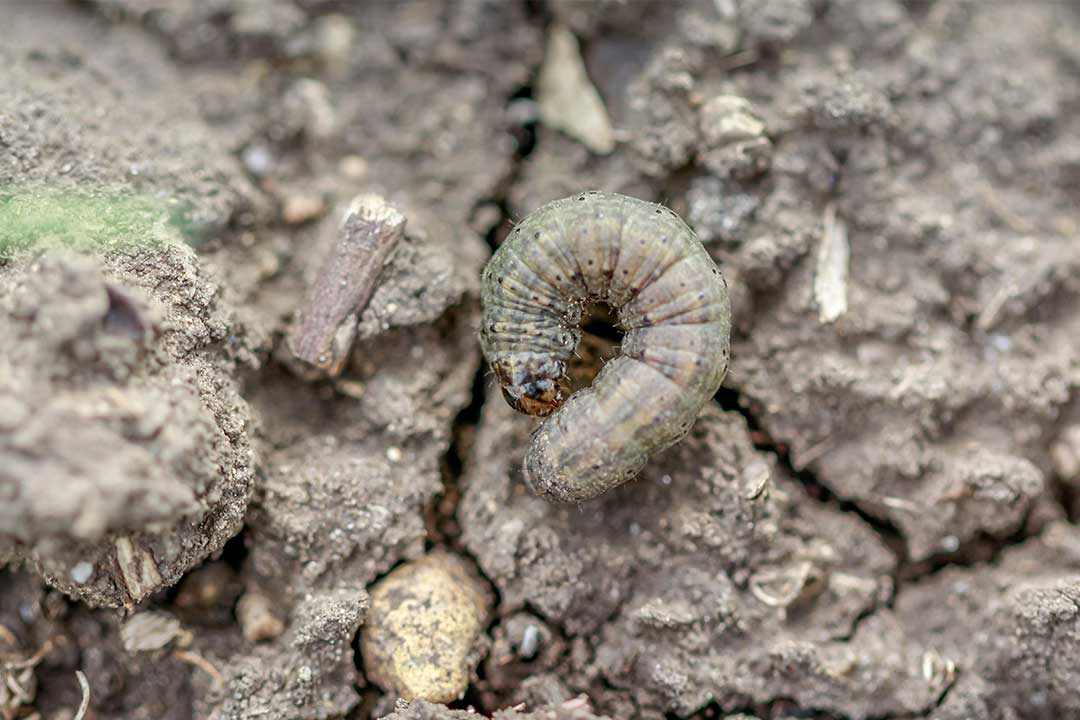 Ulat Tanah - Hama Pemotong Tanaman