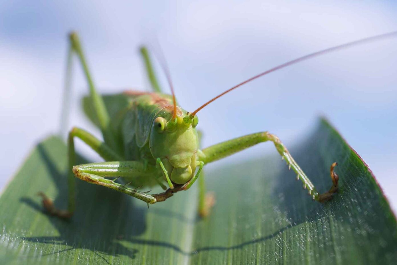 Belalang : Hama Bersayap yang Sepenuhnya Tidak Dapat Terbang