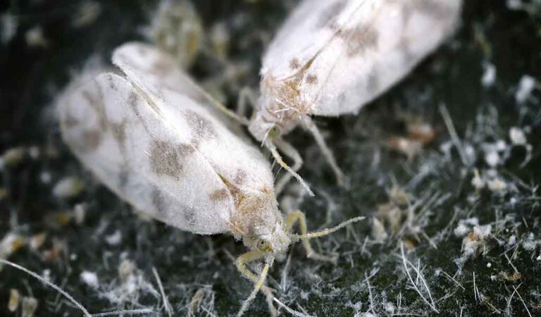 Kutu Kebul - Hama Utama Penyerang Tanaman