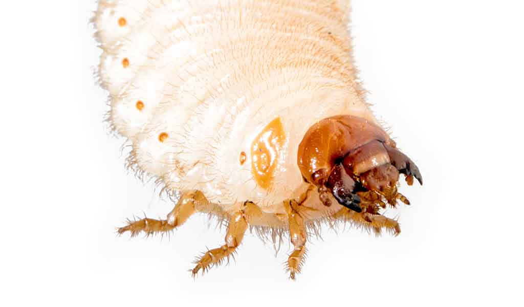 Lundi atau Uret, Hama Perusak Akar Tanaman