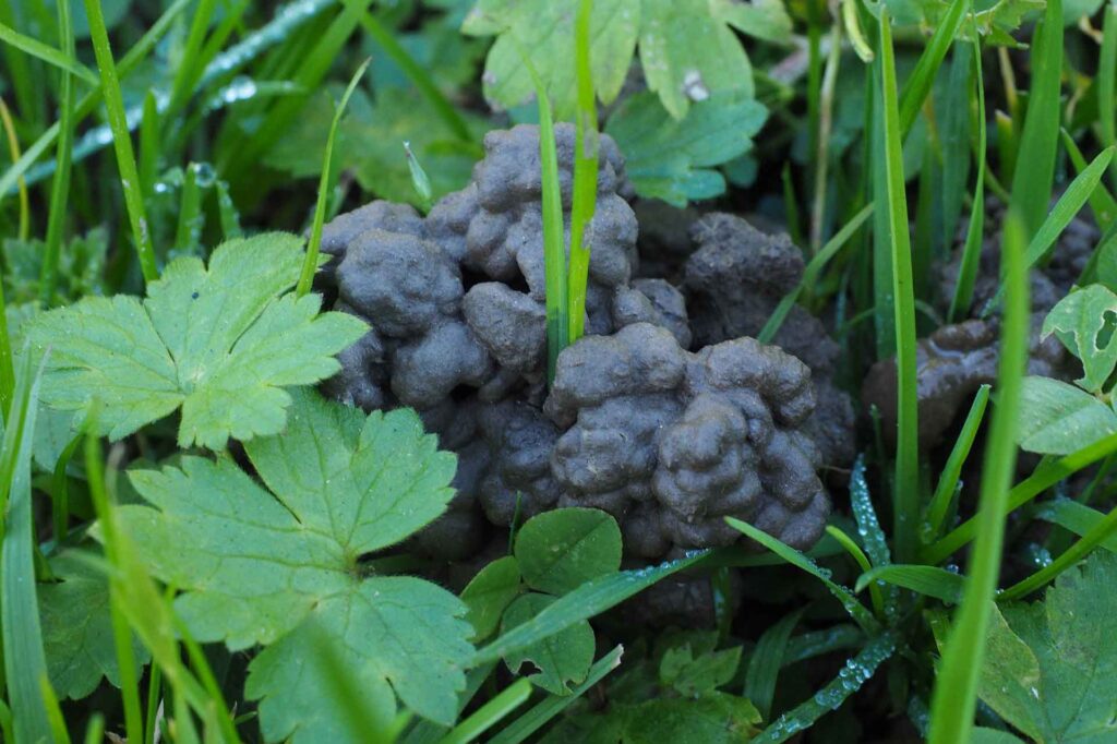 Cacing Tanah : Hama Sekaligus Hewan yang Memiliki Banyak Manfaat