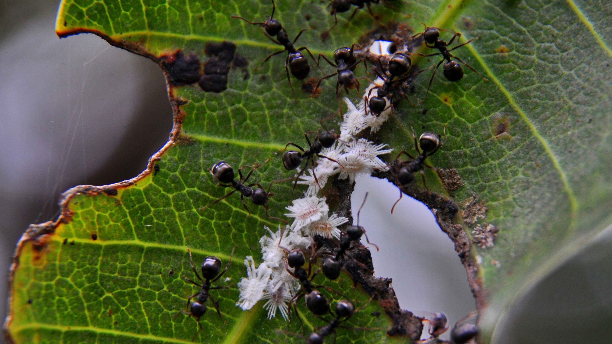 Kutu Kapas - Hama Tanaman Yang Mirip Kumpulan Kapas