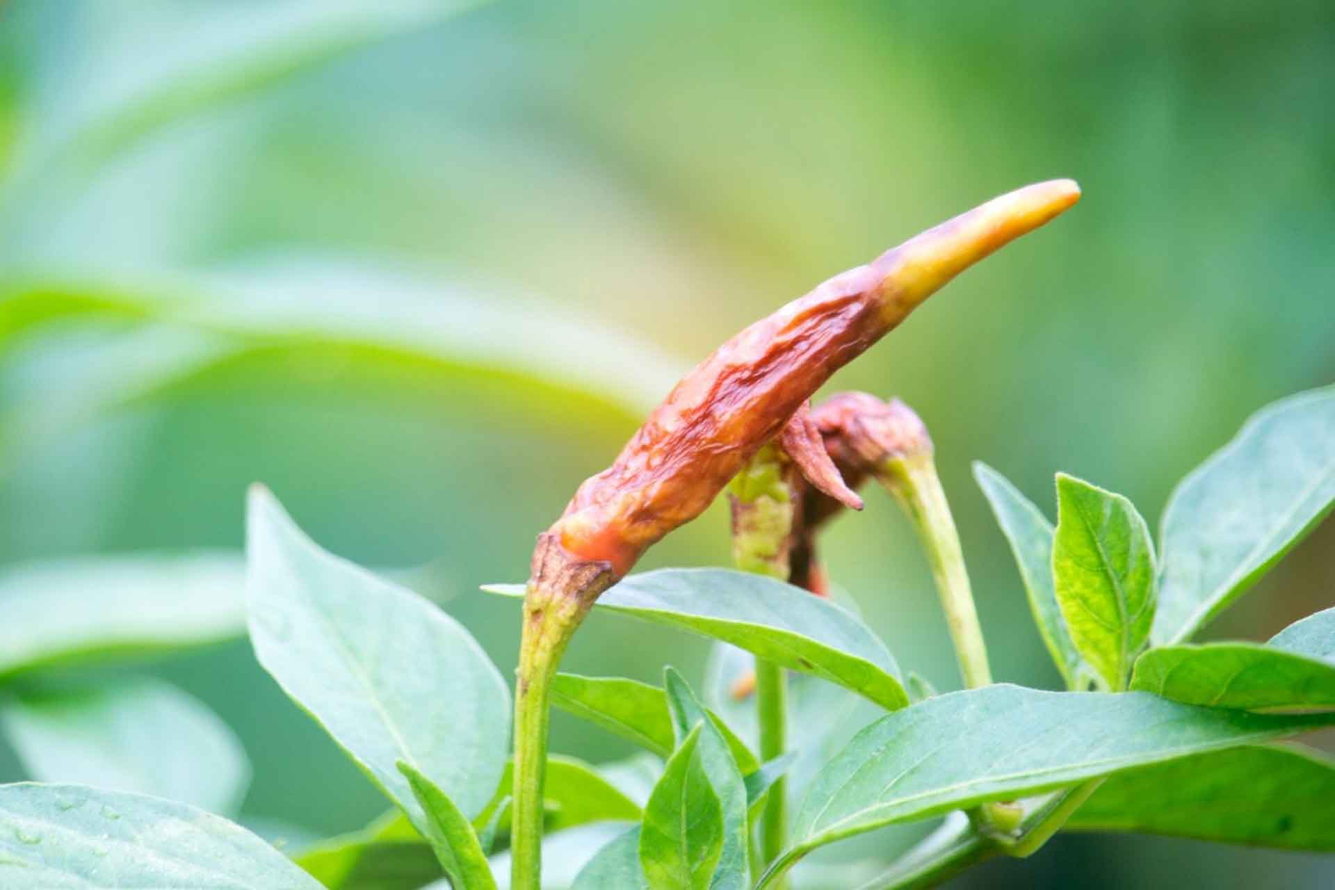 Antraknosa : Penyakit Yang Menyerang Berbagai Tanaman