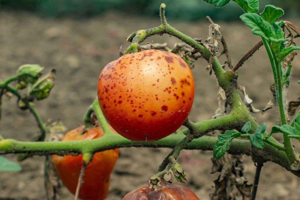 Antraknosa : Penyakit Yang Menyerang Berbagai Tanaman