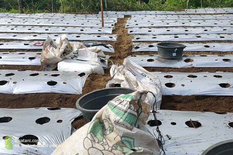 Cara Pengolahan Tanah (Lahan) Untuk Tanaman Cabai